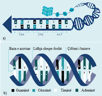 Hyrje në ADN, kromozome dhe gjene - Genetics Albania